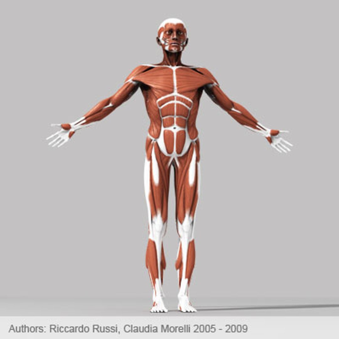 3d Model Muscular External Muscles