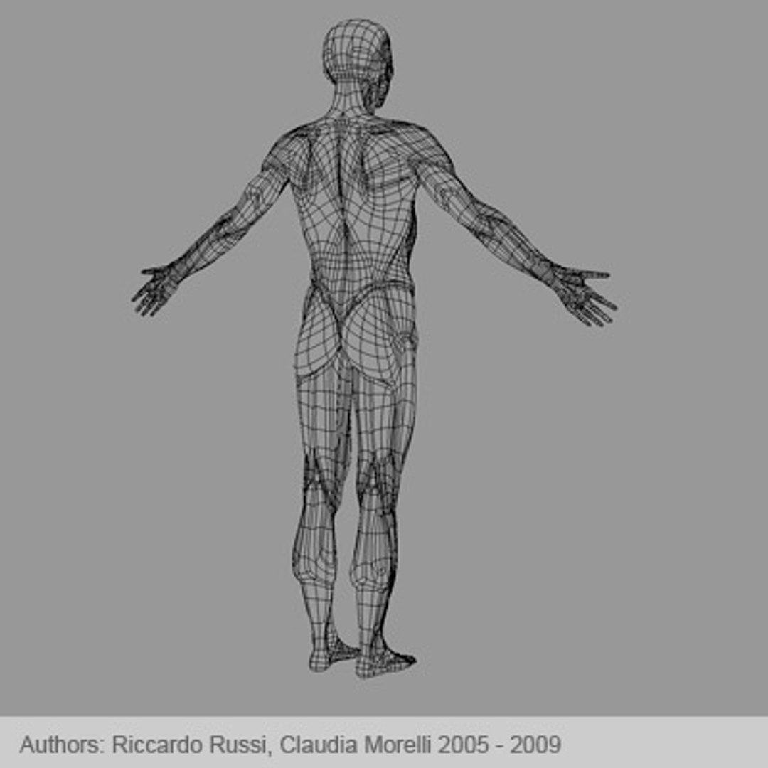 3d Model Muscular External Muscles