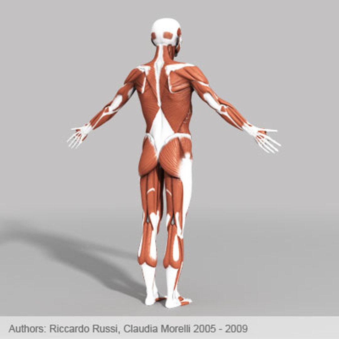 3d Model Muscular External Muscles