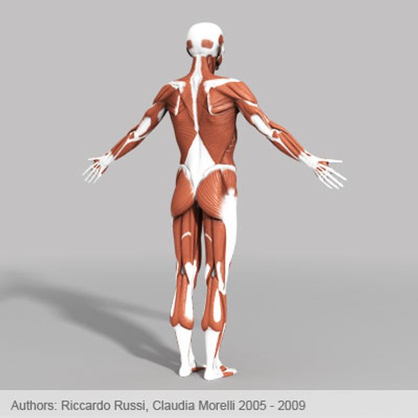 3d model muscular external muscles