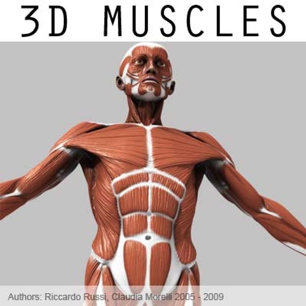 modelo 3d SISTEMA MUSCULAR MUSCULAR EXTERNO - TurboSquid 496387