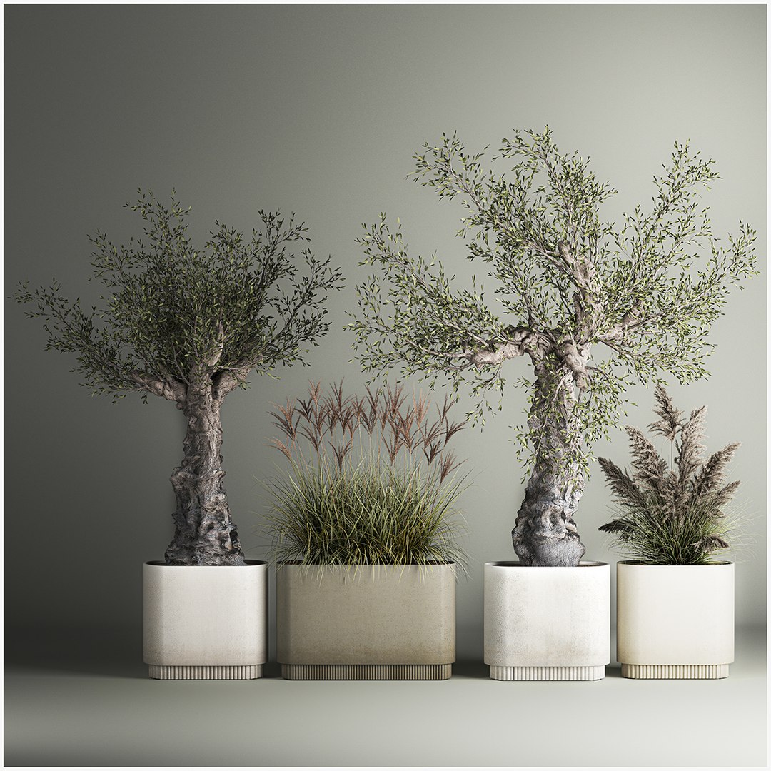 3D Decorative Old Olive Trees In Concrete Pots - TurboSquid 1962573