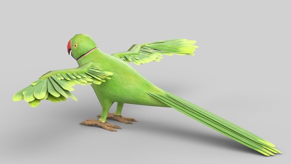 3D model parrot - TurboSquid 1958937