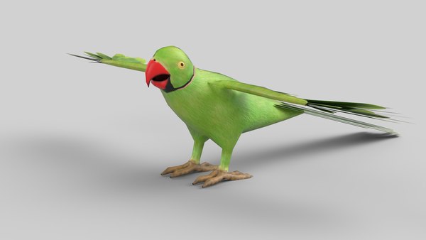modelo 3d parrot - TurboSquid 1958937