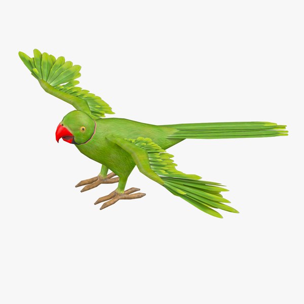 앵무새 3D 모델 - TurboSquid 1958937