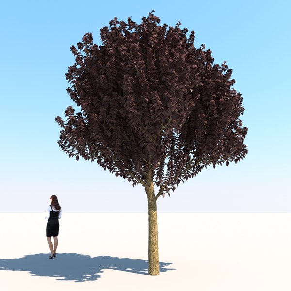 3d purple leaf plum tree model