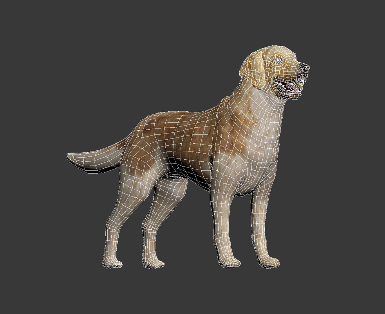 Golden retriever 3D model - TurboSquid 1879389