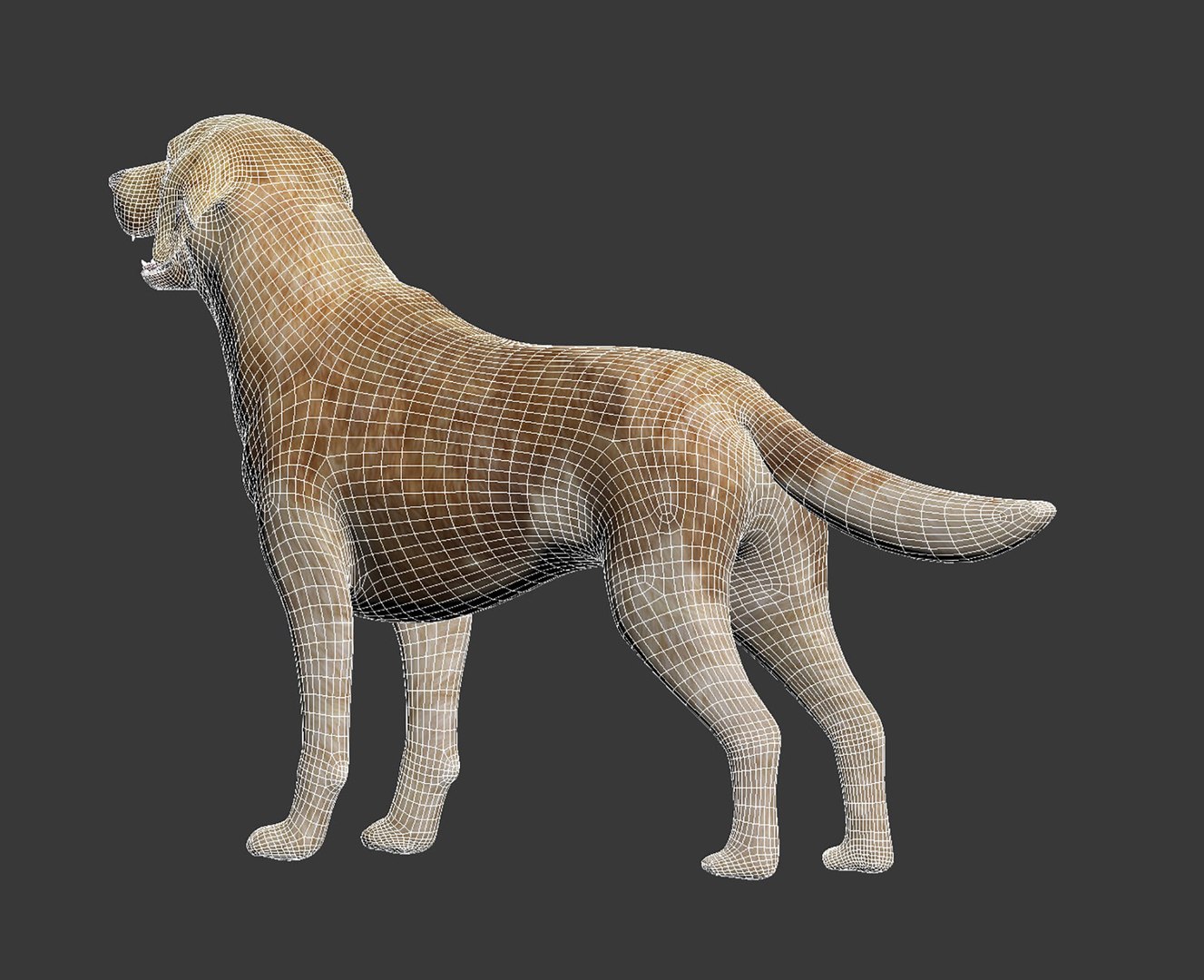 Golden Retriever 3D Model - TurboSquid 1879389