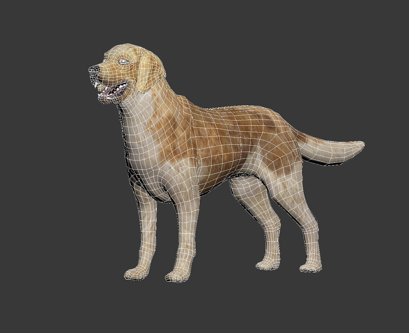 Golden retriever 3D model - TurboSquid 1879389