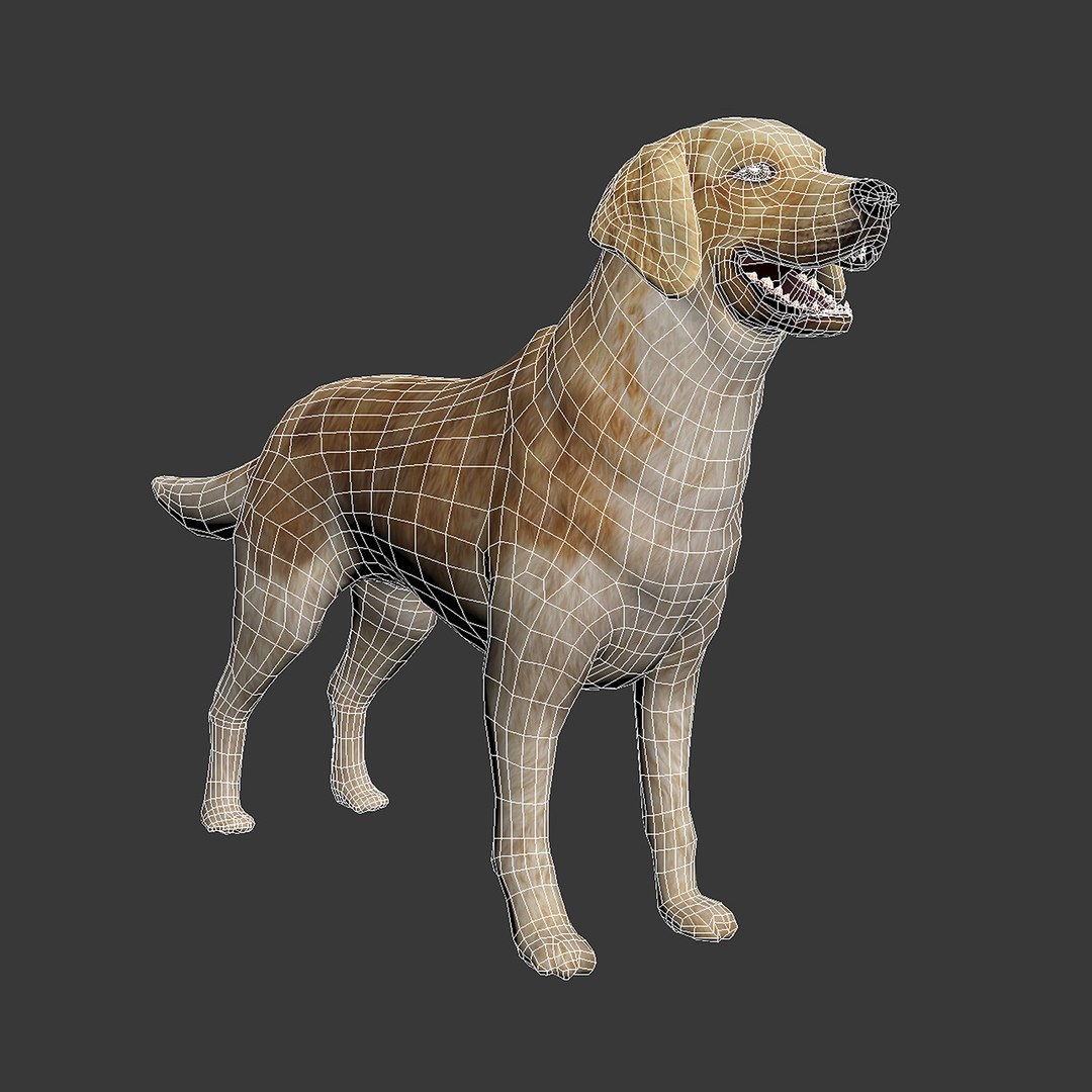 Golden Retriever 3D Model - TurboSquid 1879389