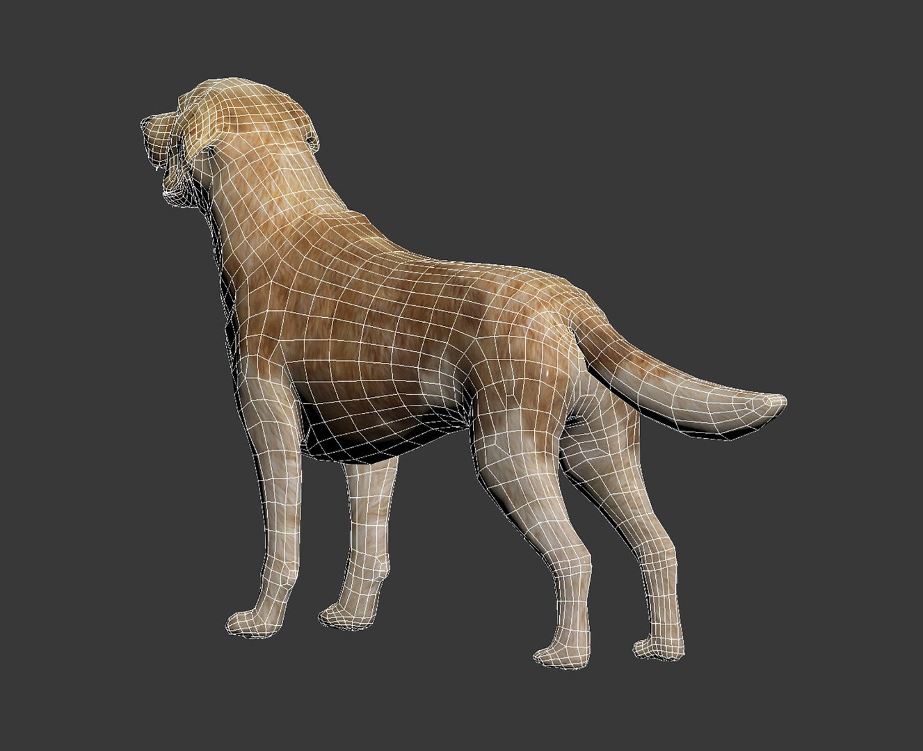 Golden Retriever 3D Model - TurboSquid 1879389