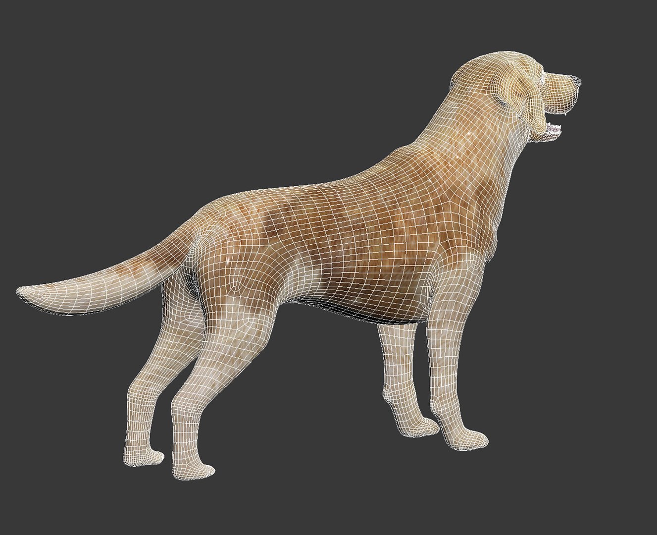 Golden Retriever 3D Model - TurboSquid 1879389