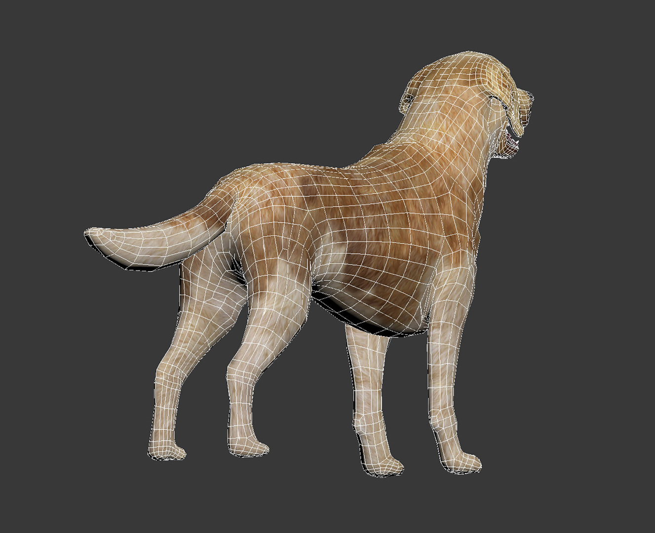 Golden retriever 3D model - TurboSquid 1879389