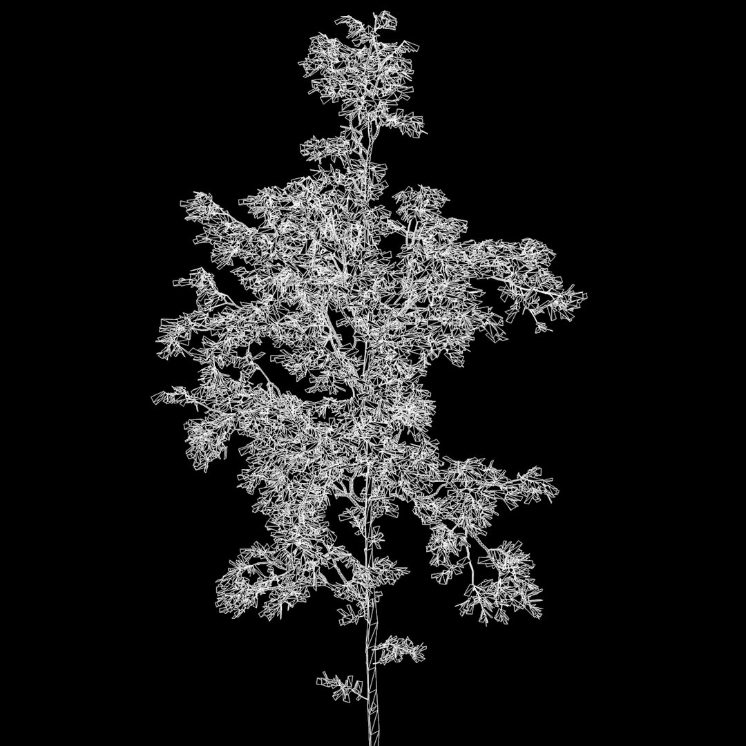 Big Forest Tree 3D Model - TurboSquid 1379456