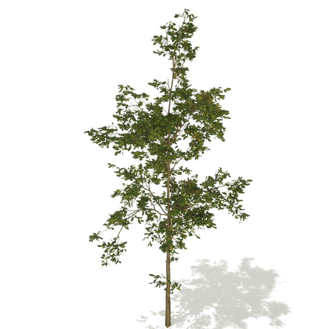 Big Forest Tree 3D Model - TurboSquid 1379456