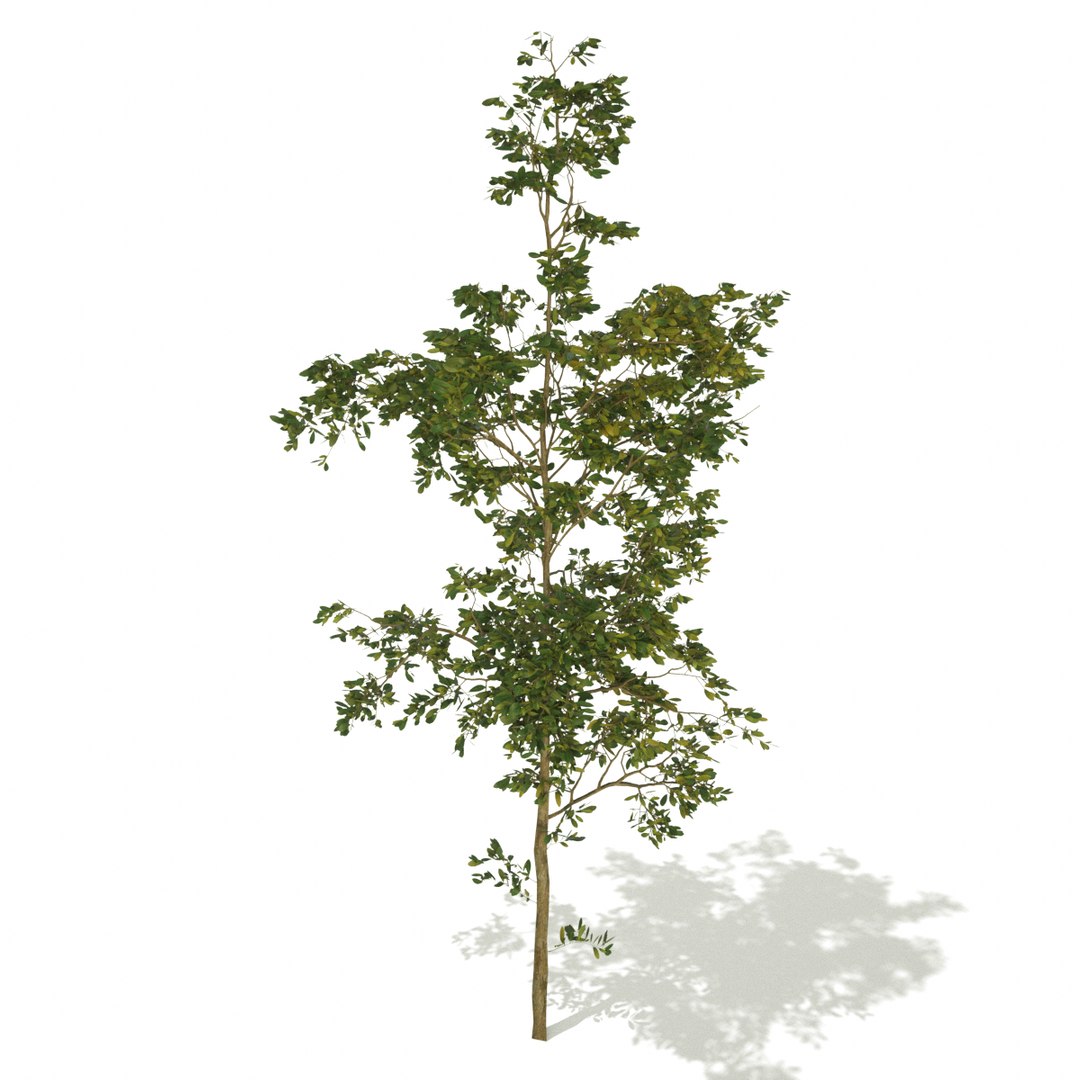 Big Forest Tree 3D Model - TurboSquid 1379456
