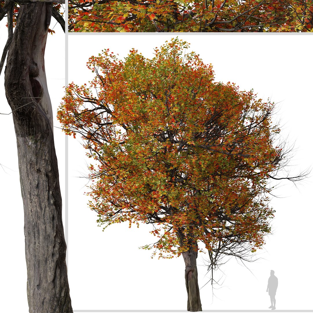 Set Of Acer Miyabei Or Miyabe Maple Tree - 2 Trees 3D Model ...