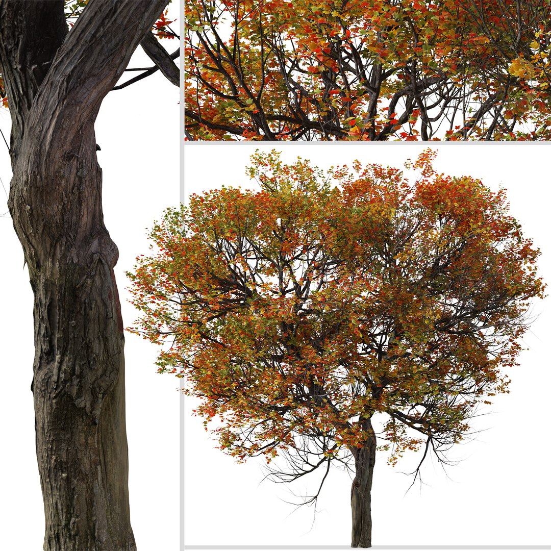 Set Of Acer Miyabei Or Miyabe Maple Tree - 2 Trees 3D Model ...