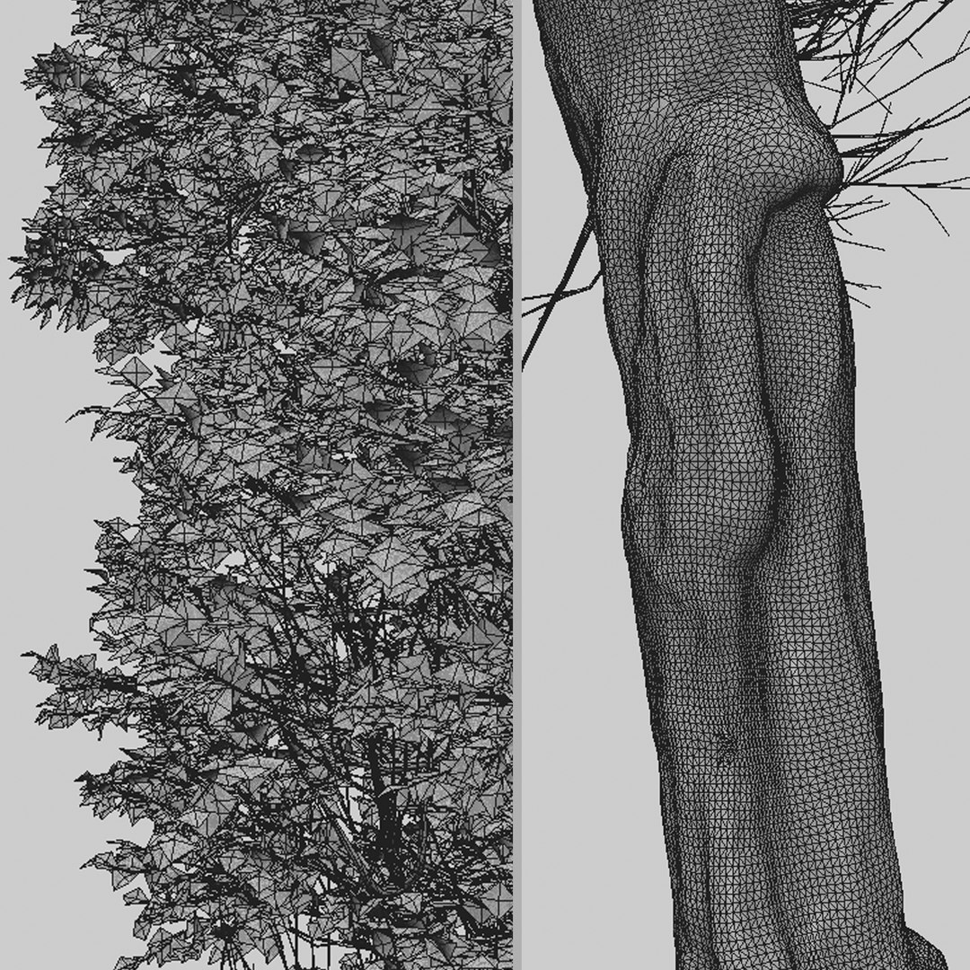 Set Of Acer Miyabei Or Miyabe Maple Tree - 2 Trees 3D Model ...