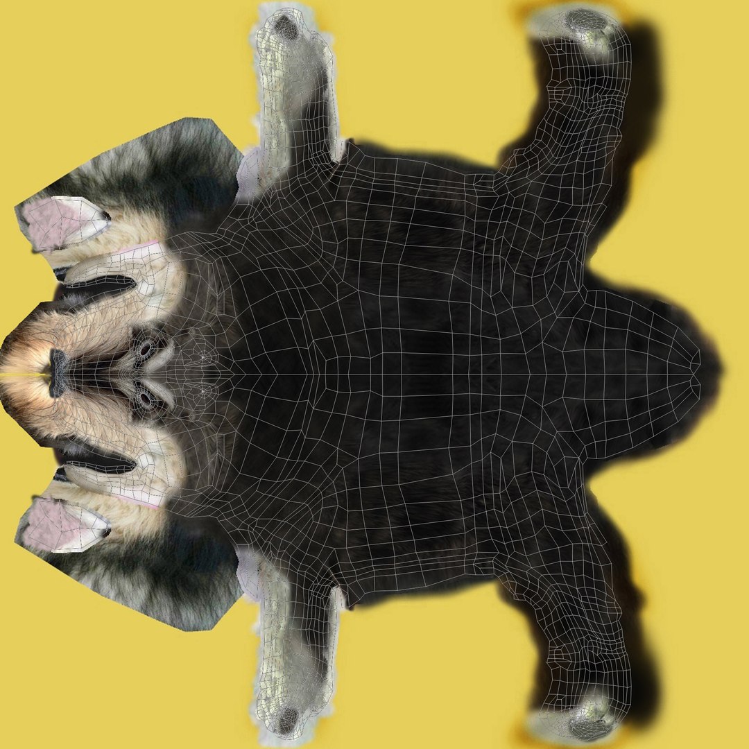 3d Animation Schnauzer Dog Model