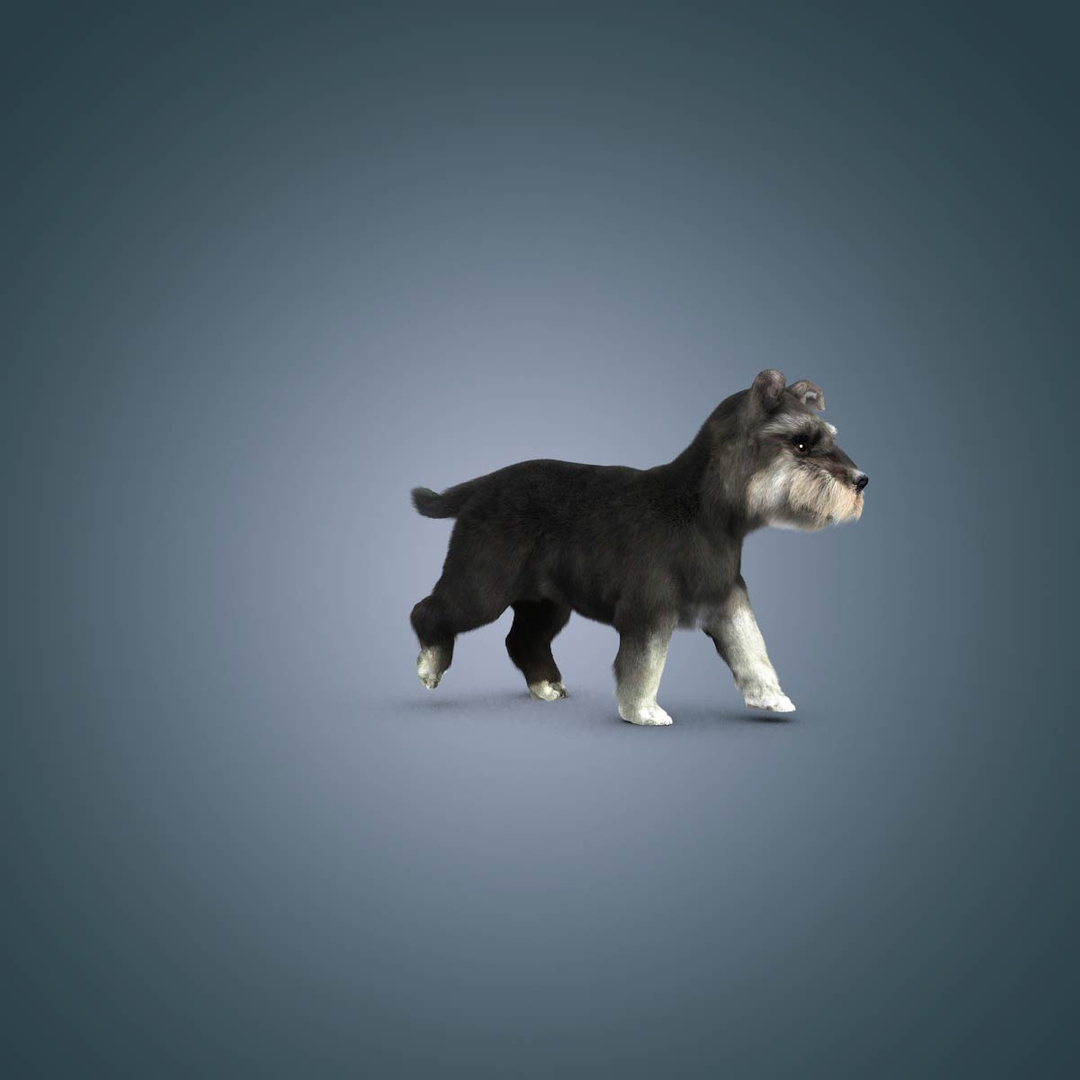 3d Animation Schnauzer Dog Model