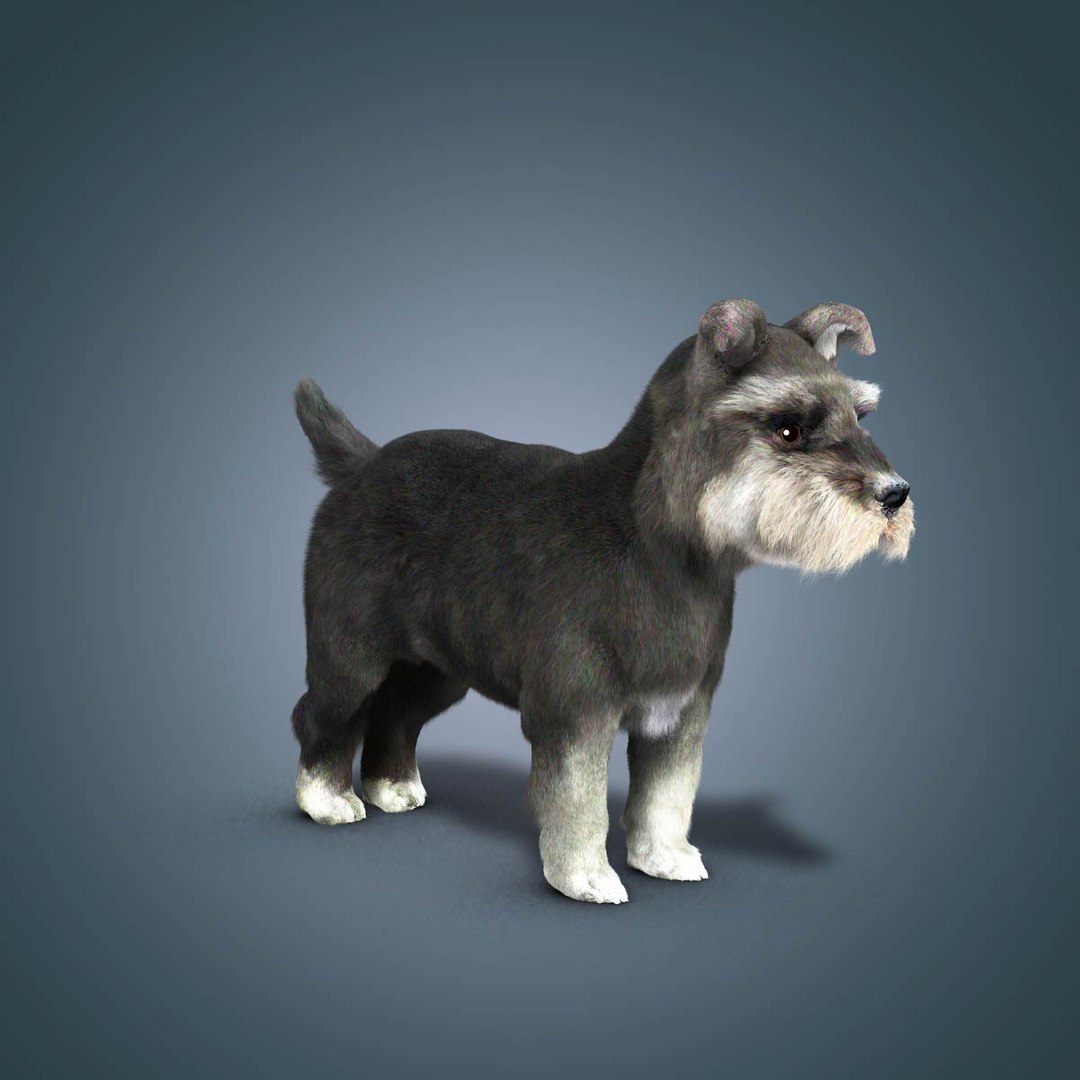 3d Animation Schnauzer Dog Model