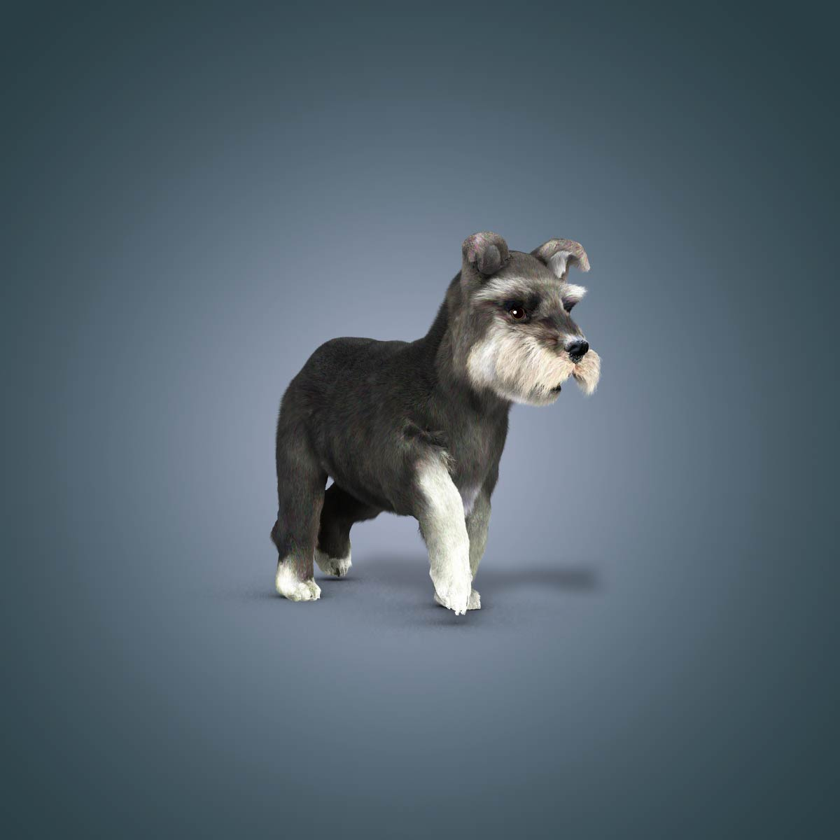 3d animation schnauzer dog model
