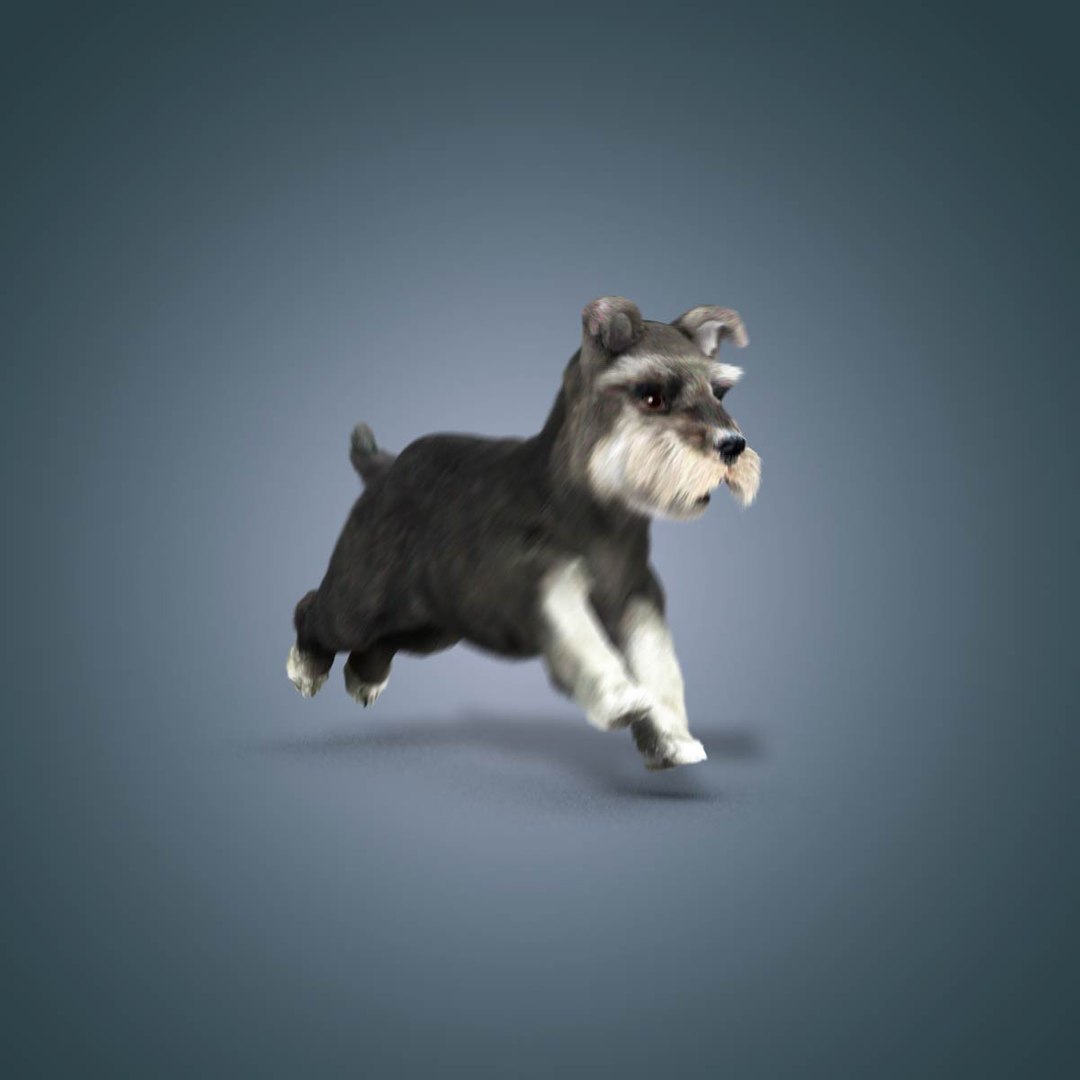3d Animation Schnauzer Dog Model