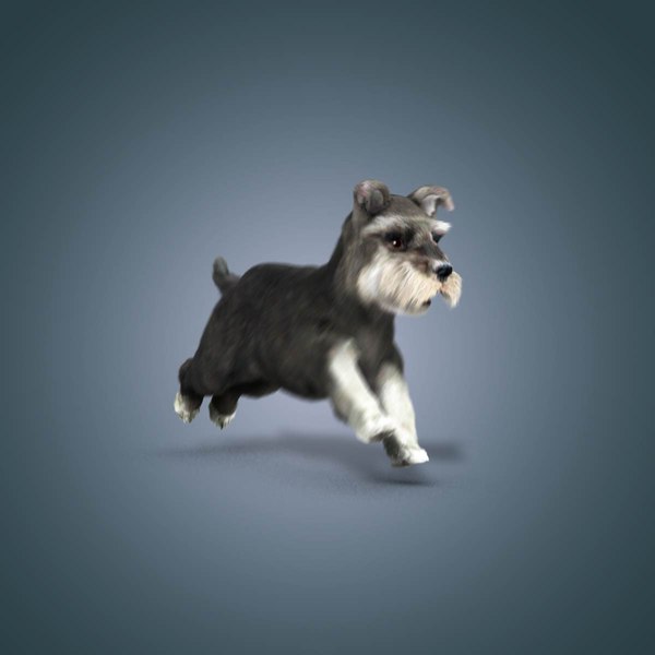 3d animation schnauzer dog model