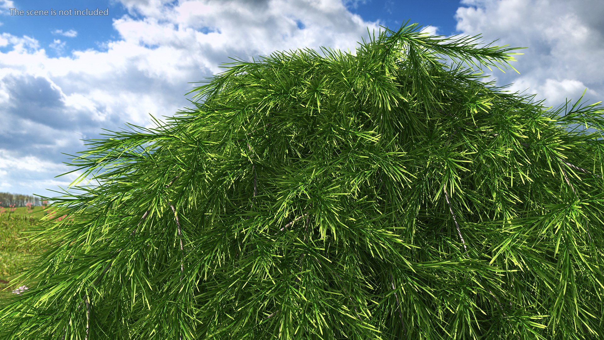 Acacia Cognata Mini Cog 3D Model - TurboSquid 1839408