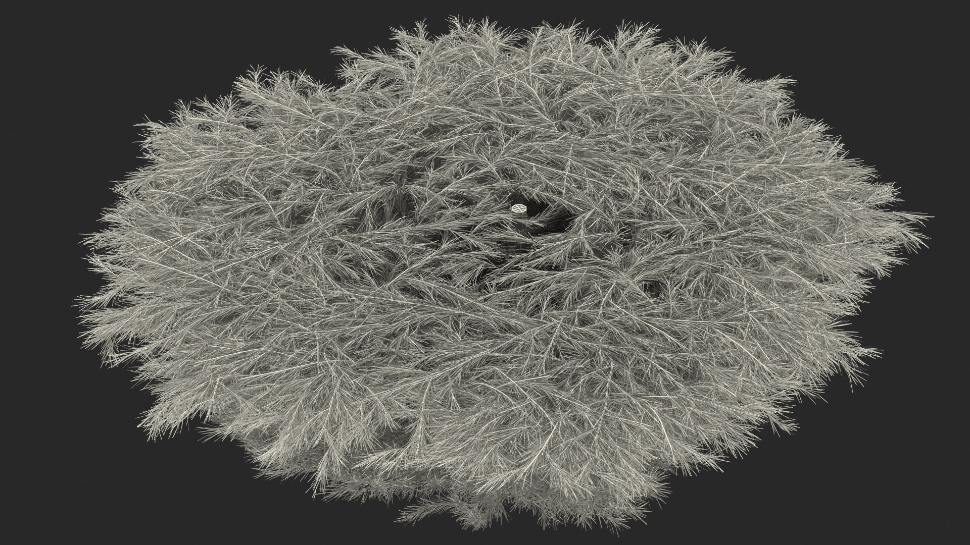 Acacia Cognata Mini Cog 3D Model - TurboSquid 1839408