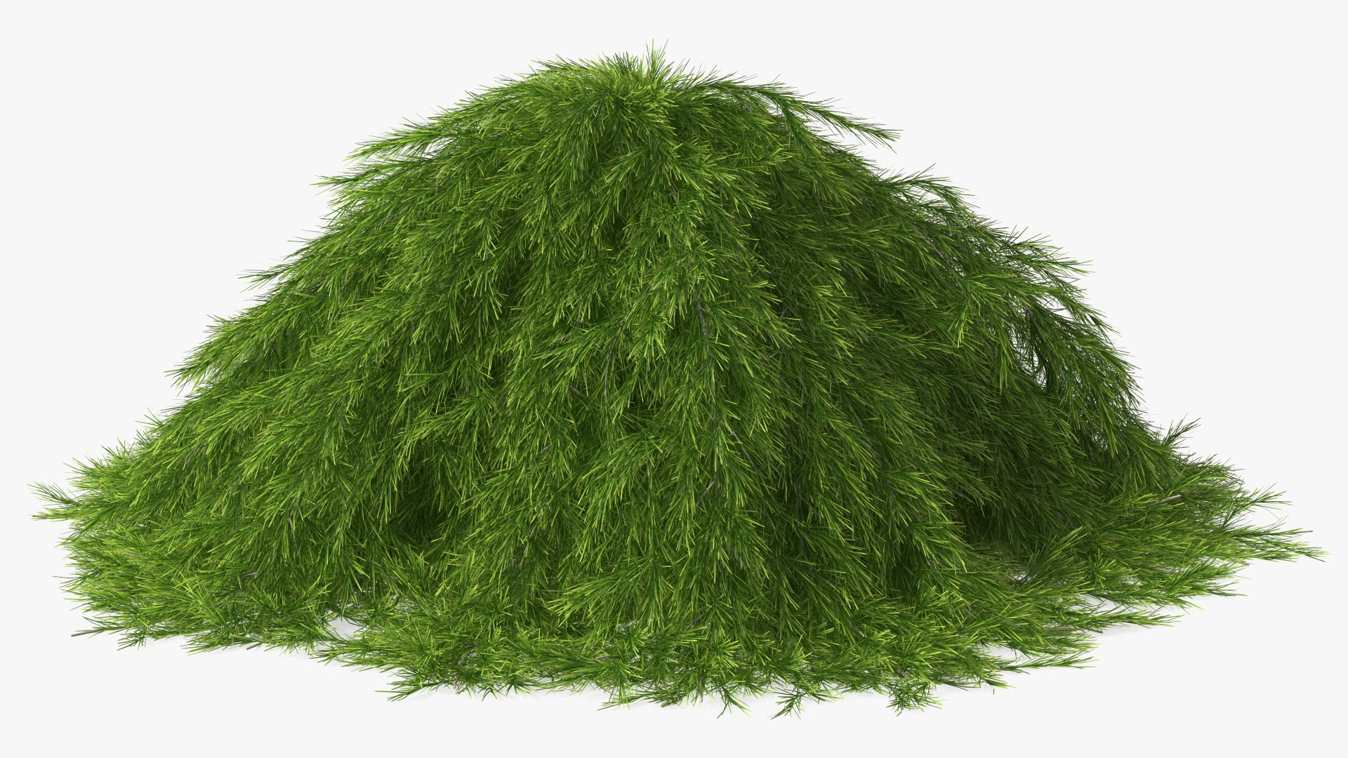 Acacia Cognata Mini Cog 3D Model - TurboSquid 1839408