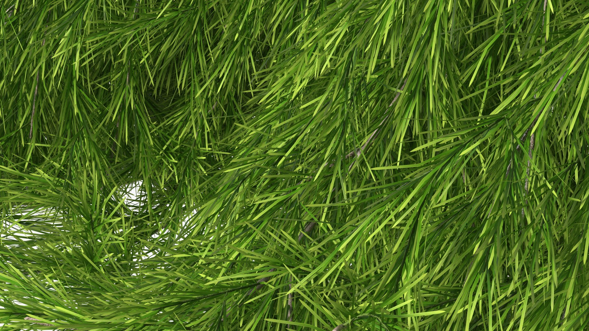 Acacia Cognata Mini Cog 3D Model - TurboSquid 1839408