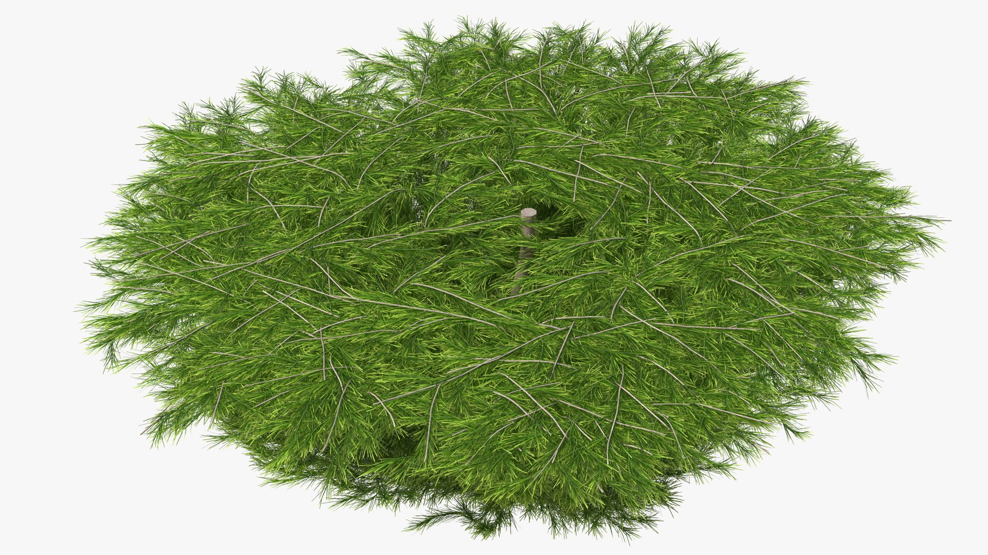 Acacia Cognata Mini Cog 3D Model - TurboSquid 1839408