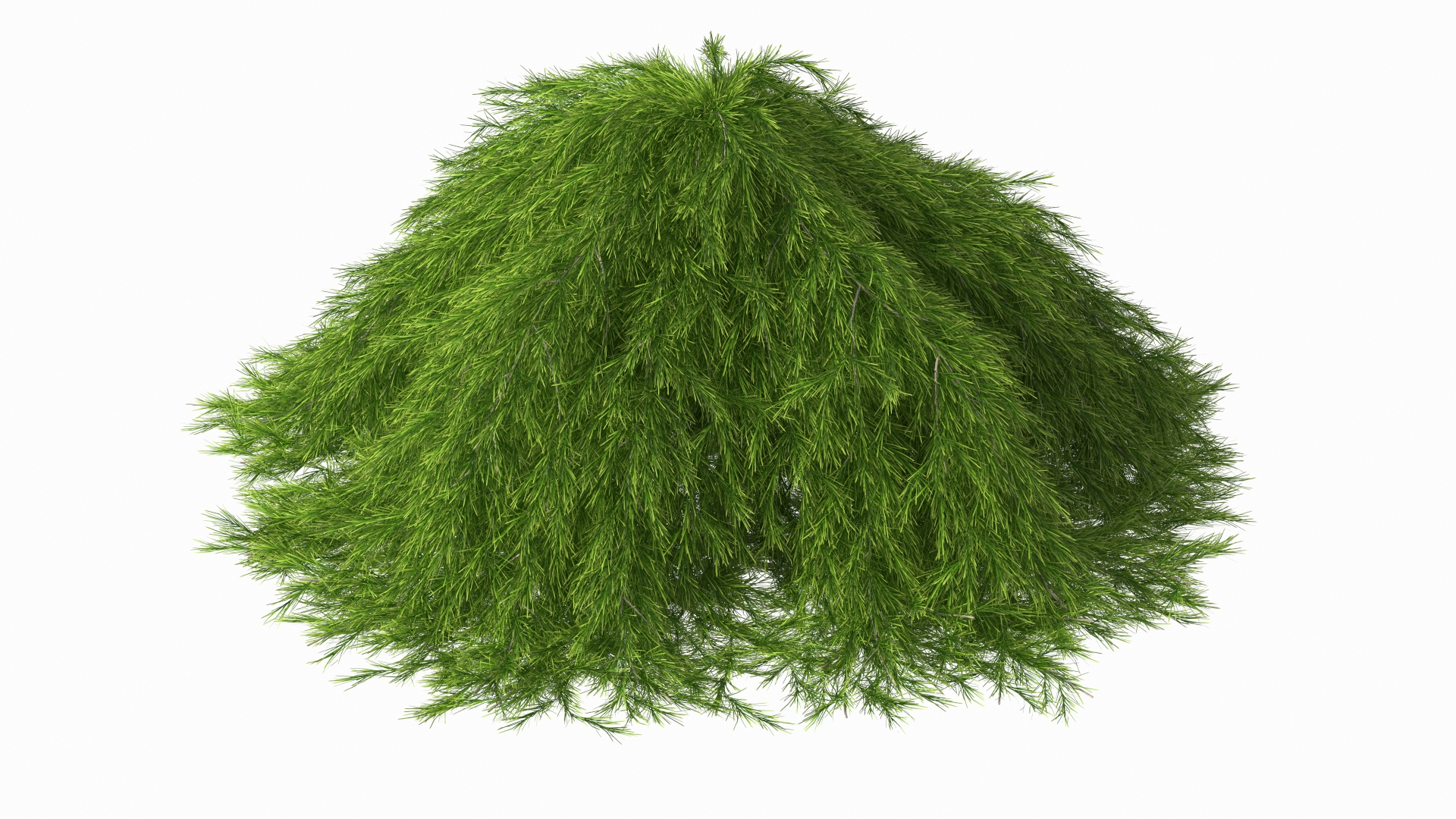 Acacia Cognata Mini Cog 3D Model - TurboSquid 1839408