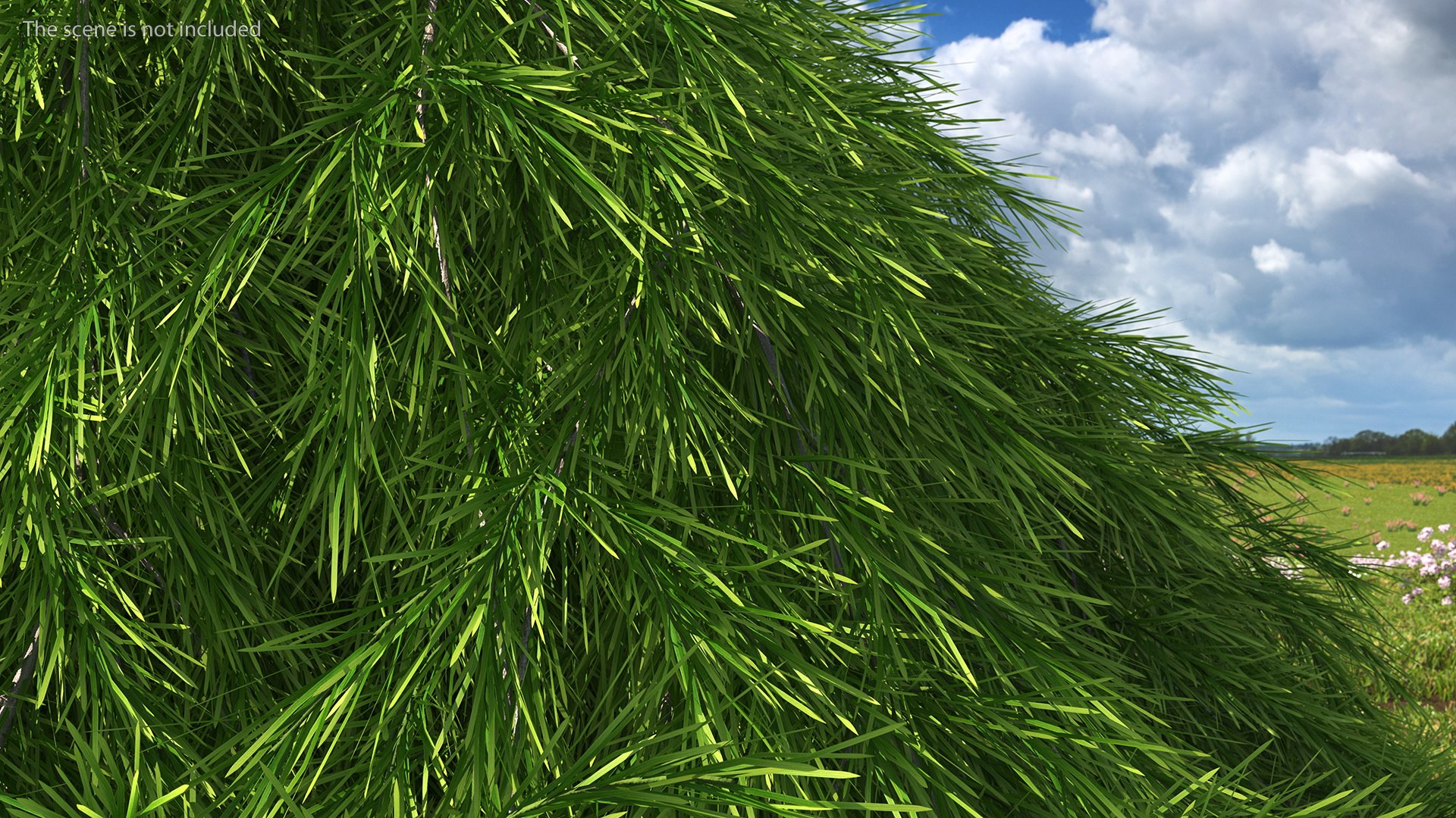 Acacia Cognata Mini Cog 3D Model - TurboSquid 1839408