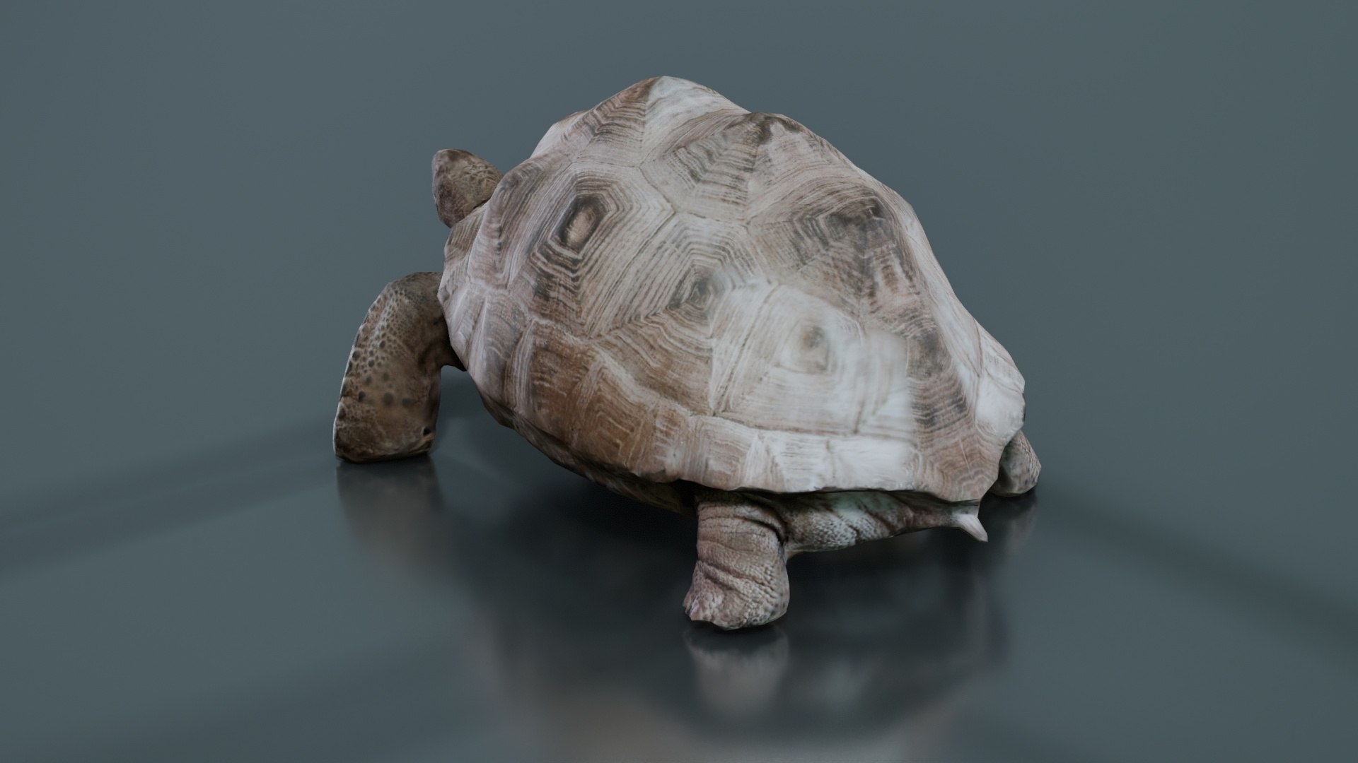 Turtle Remastered 3D Model - TurboSquid 2359830