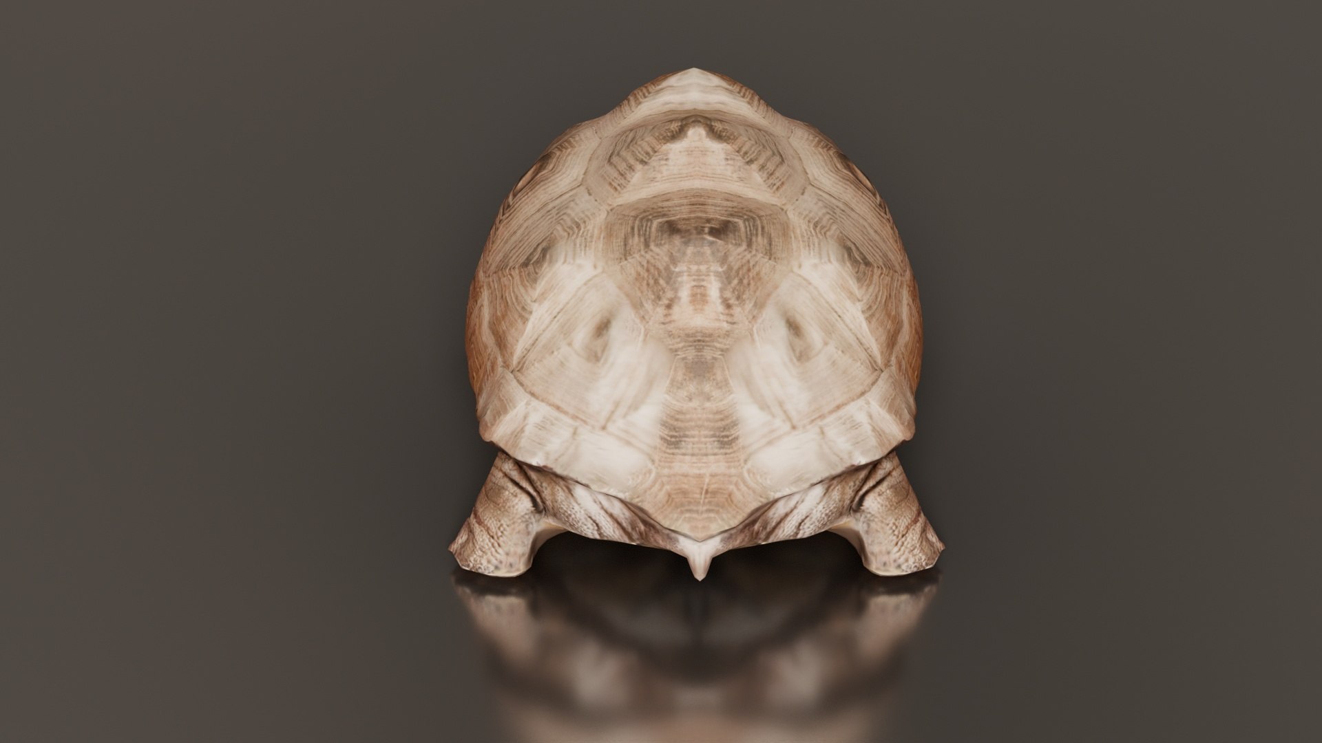 Turtle Remastered 3D Model - TurboSquid 2359830