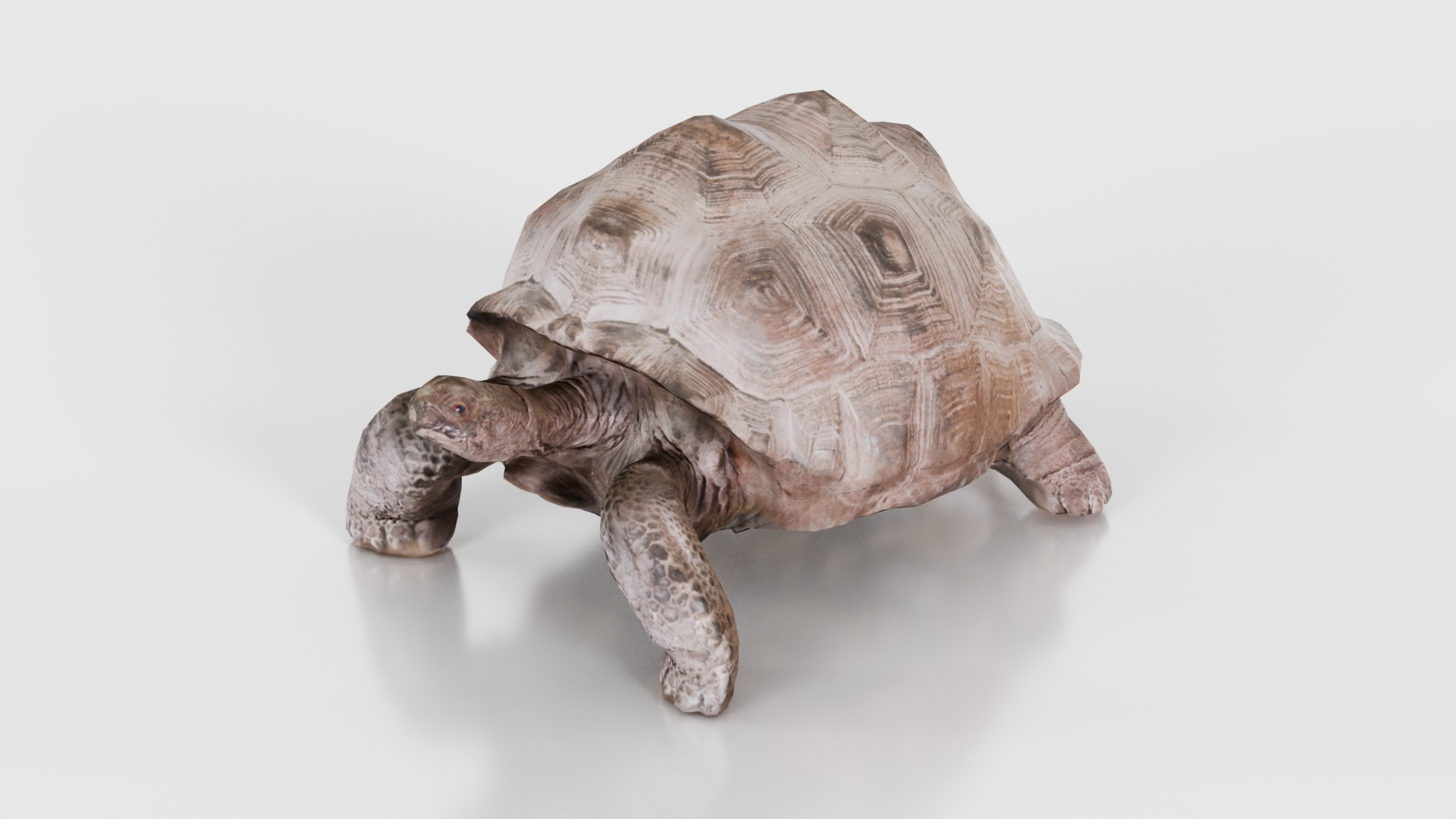 Turtle Remastered 3D Model - TurboSquid 2359830