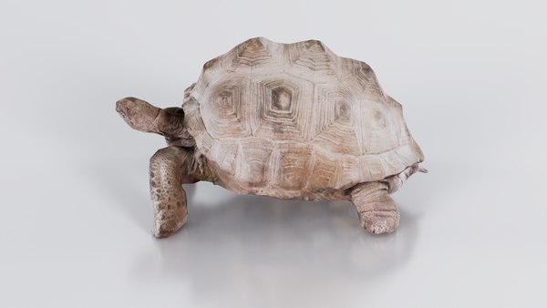 modelo 3d Tortuga remasterizada - TurboSquid 2359830