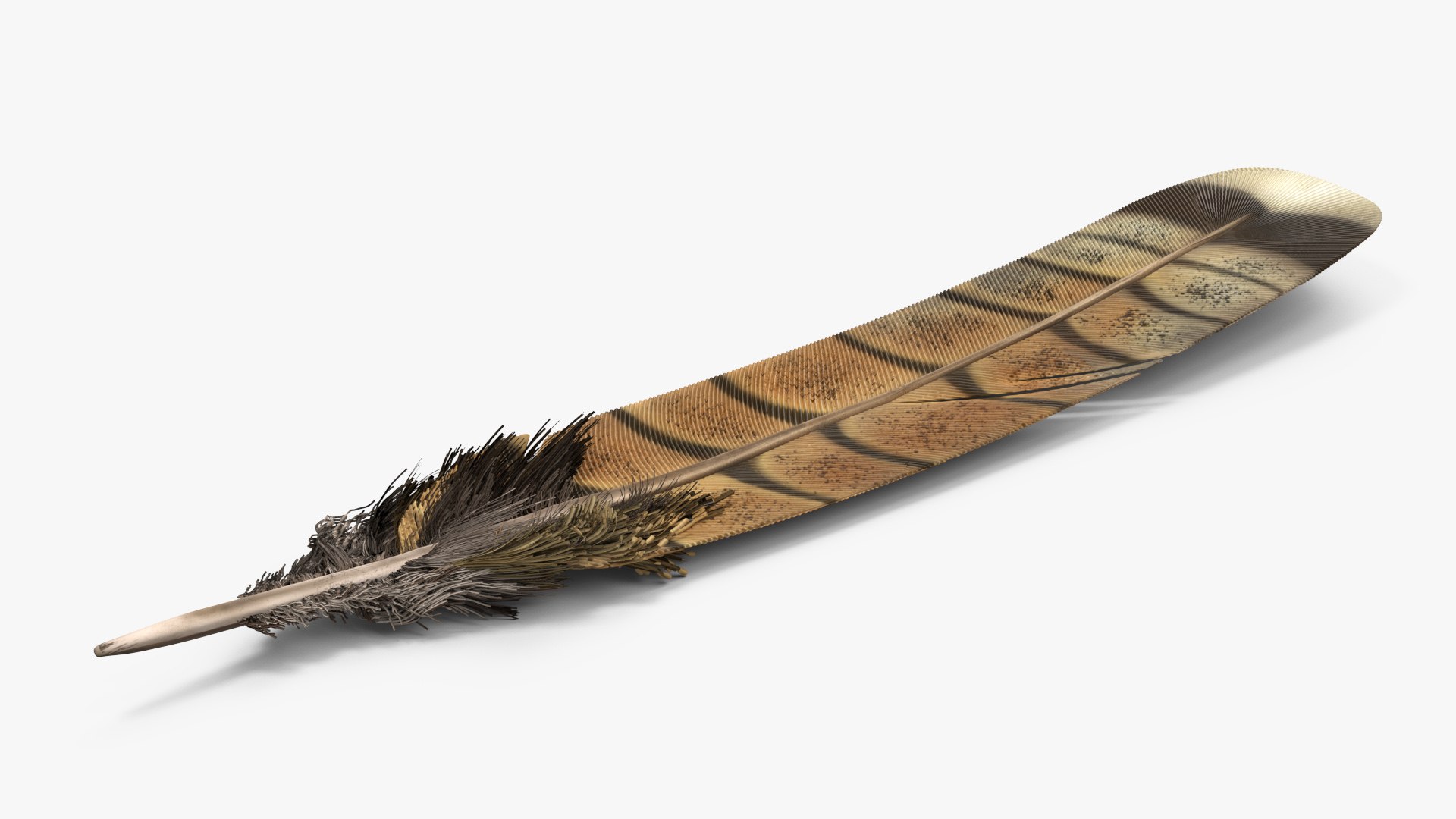 Ruffed Grouse Feather 3D Model - TurboSquid 2211824