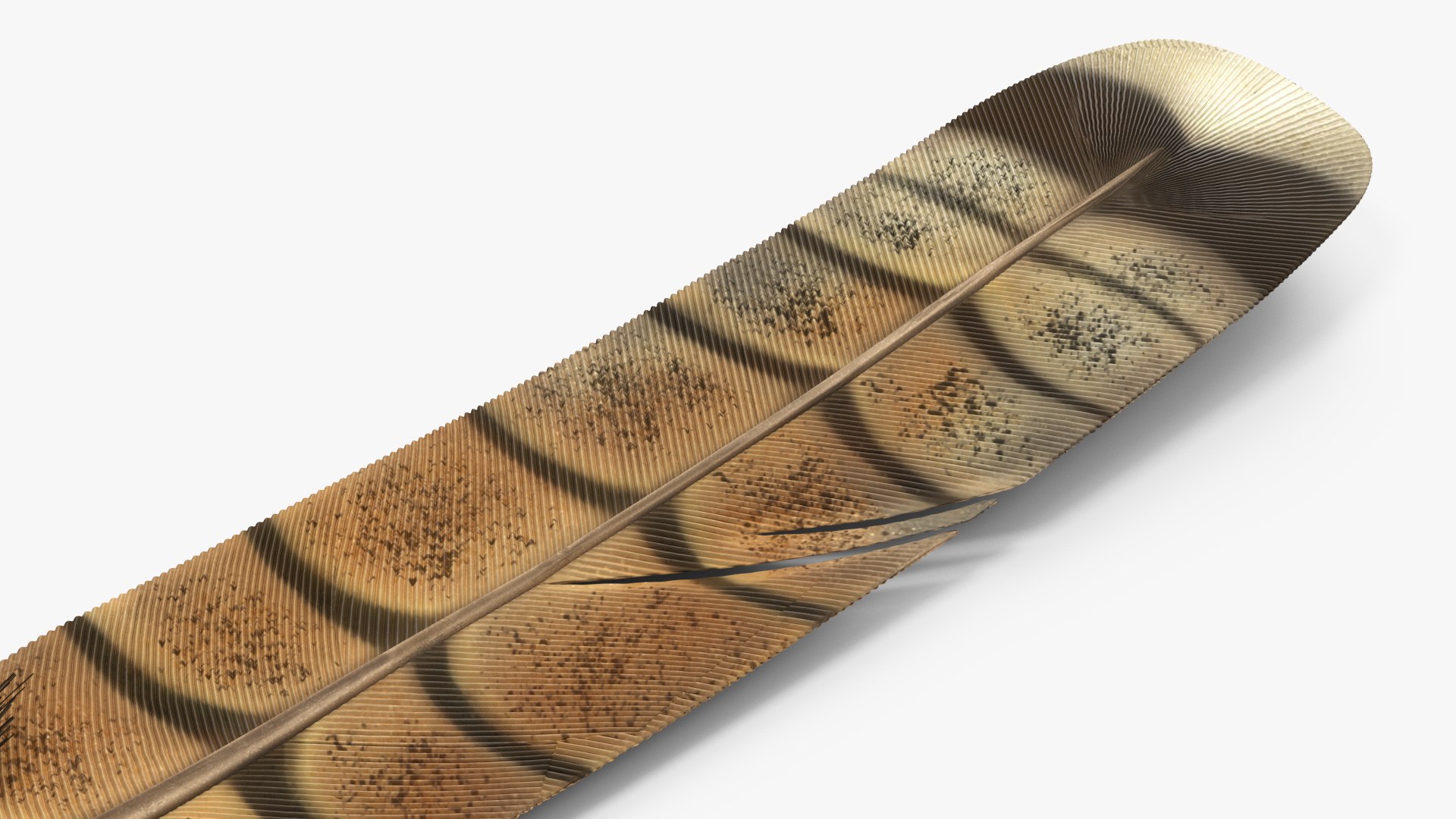 Ruffed Grouse Feather 3D Model - TurboSquid 2211824