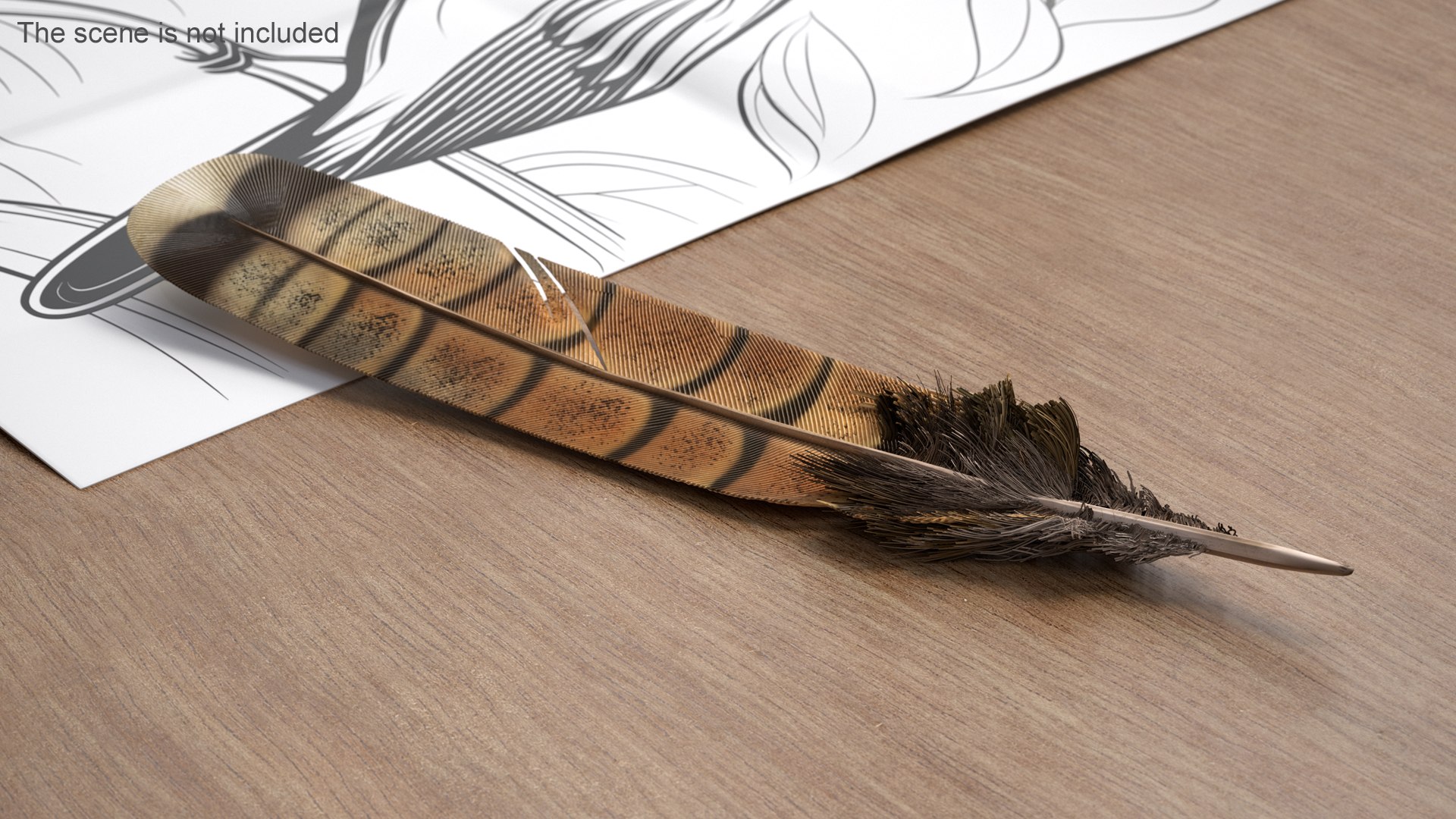 Ruffed Grouse Feather 3D Model - TurboSquid 2211824