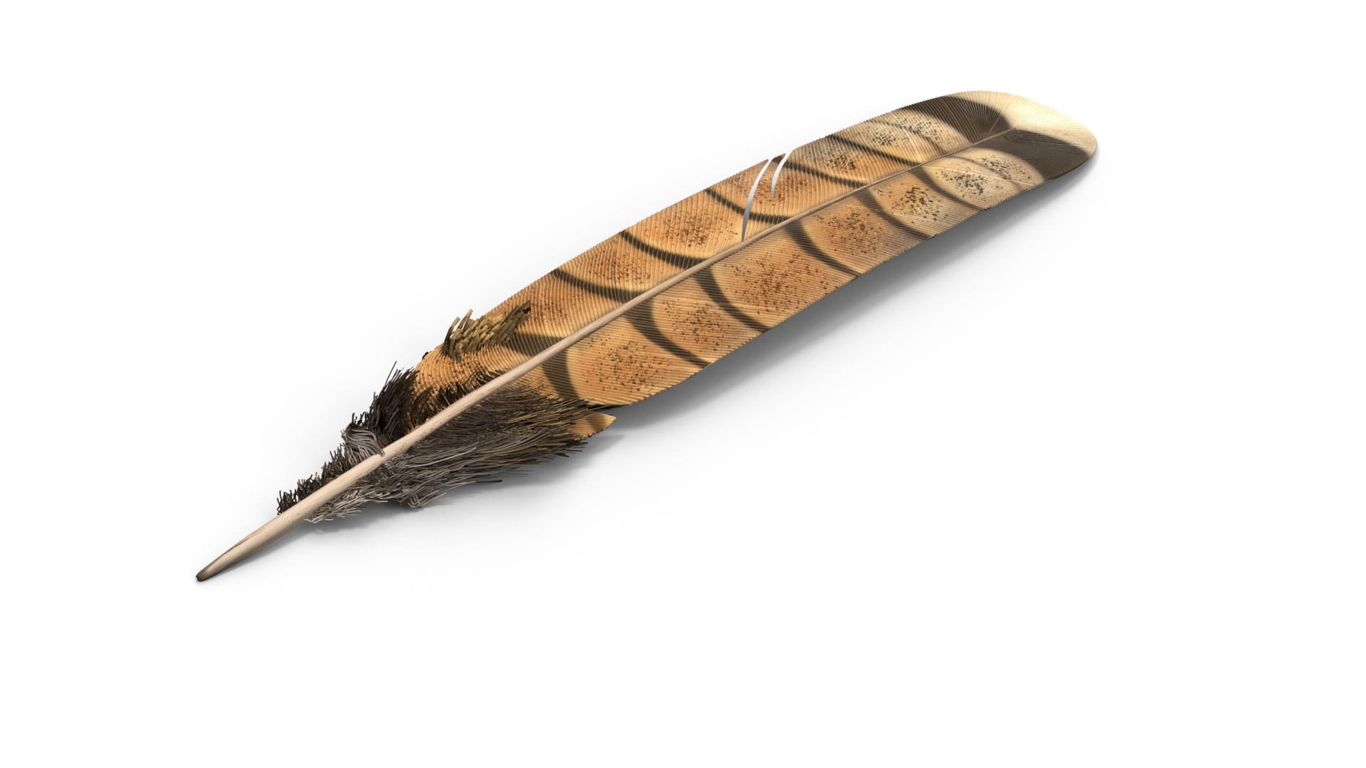 Ruffed Grouse Feather 3D Model - TurboSquid 2211824