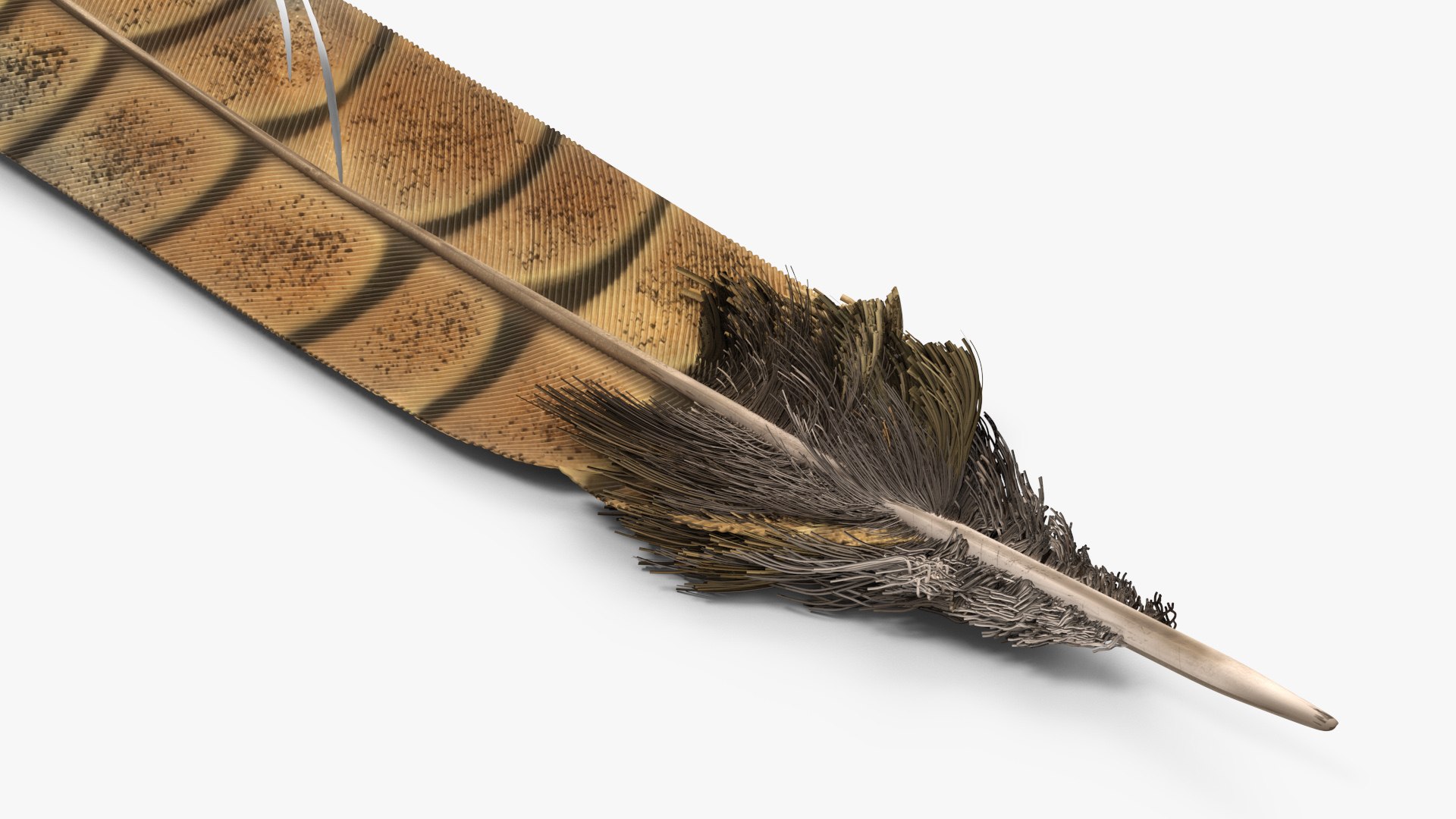 Ruffed Grouse Feather 3D Model - TurboSquid 2211824