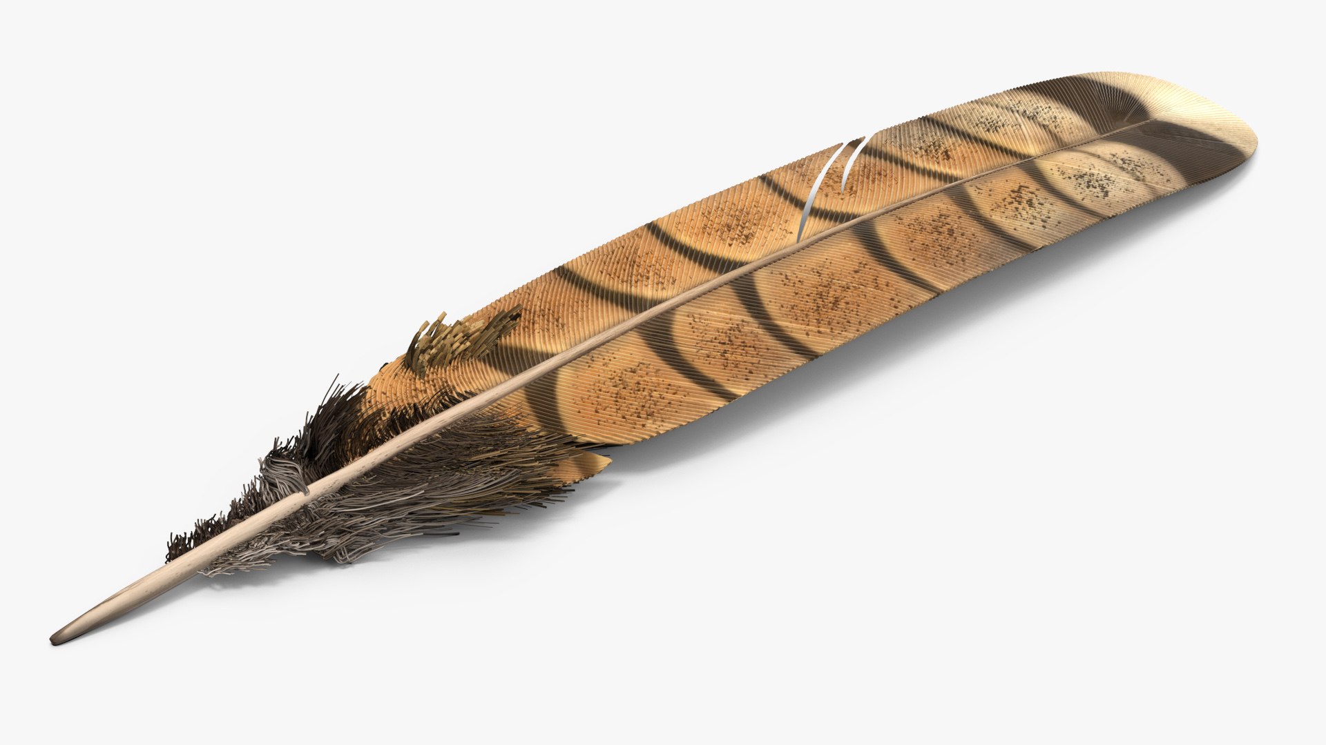 Ruffed Grouse Feather 3D Model - TurboSquid 2211824