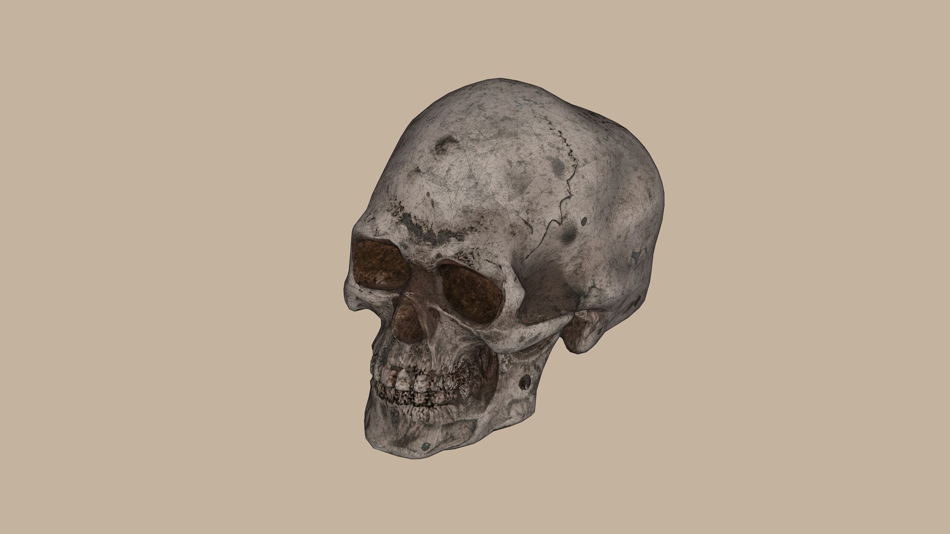 3D Skull Model - TurboSquid 2391116