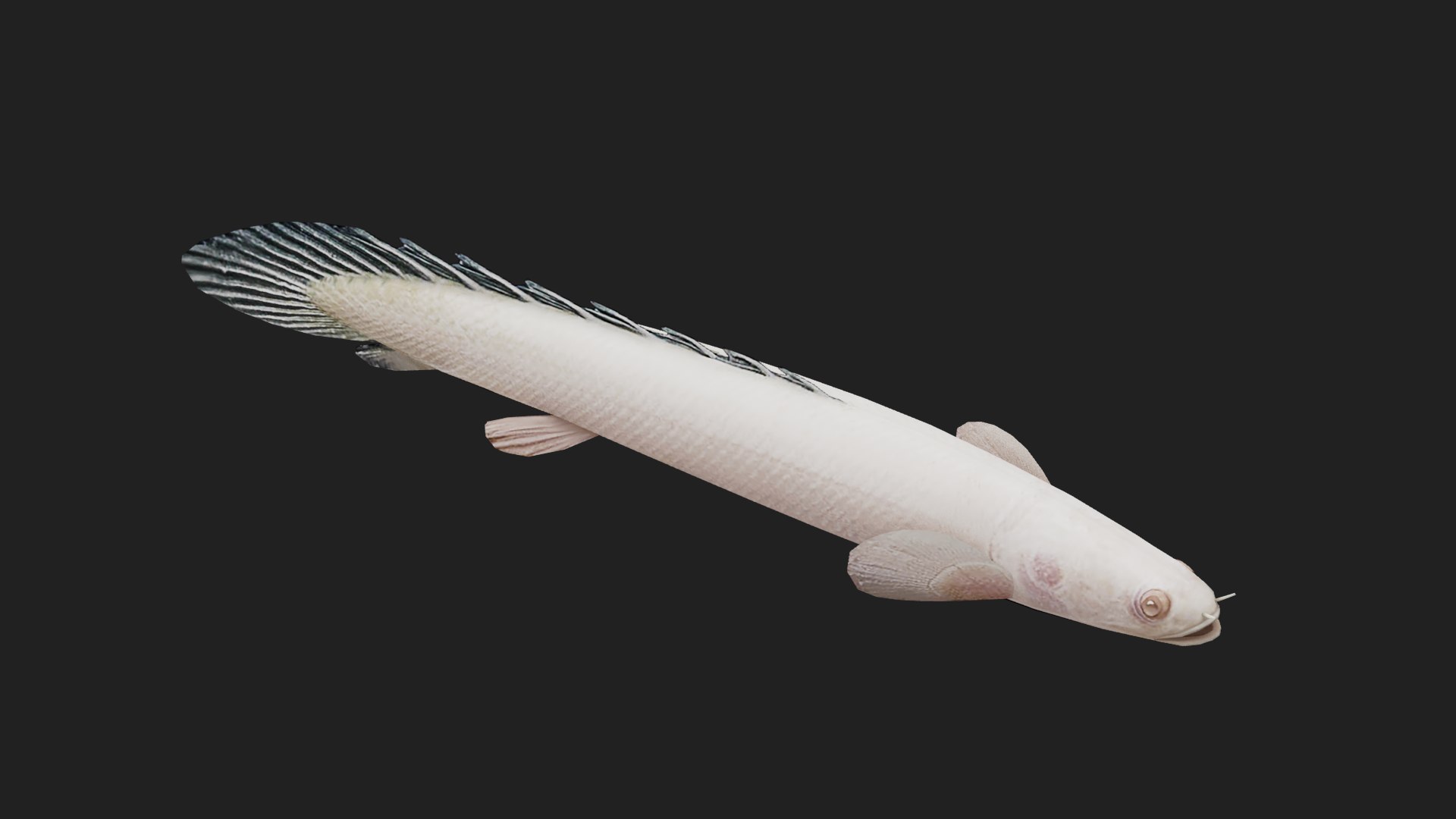 Bichir 3D Model - TurboSquid 2123249