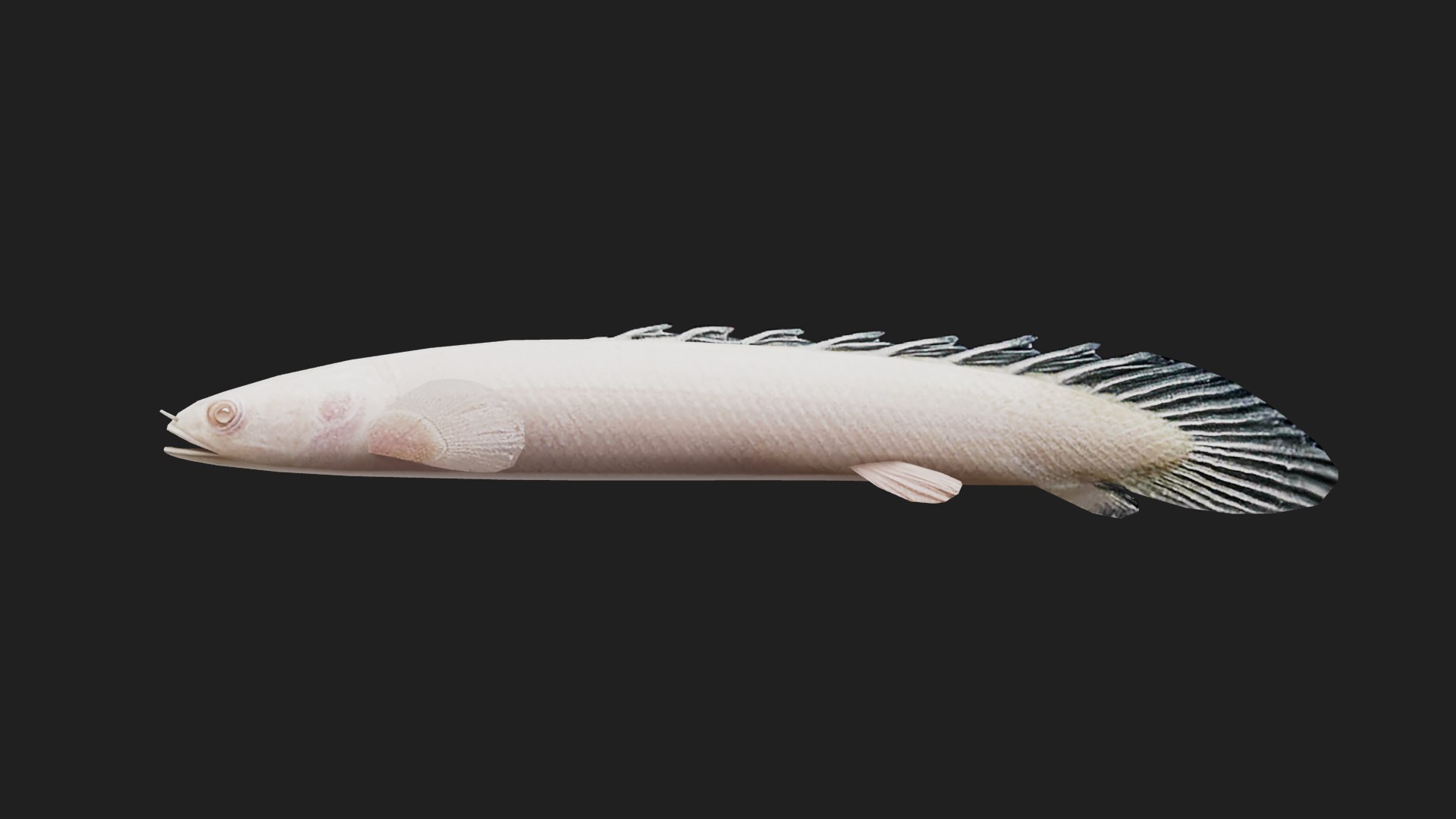 Bichir 3d Model Turbosquid 2123249