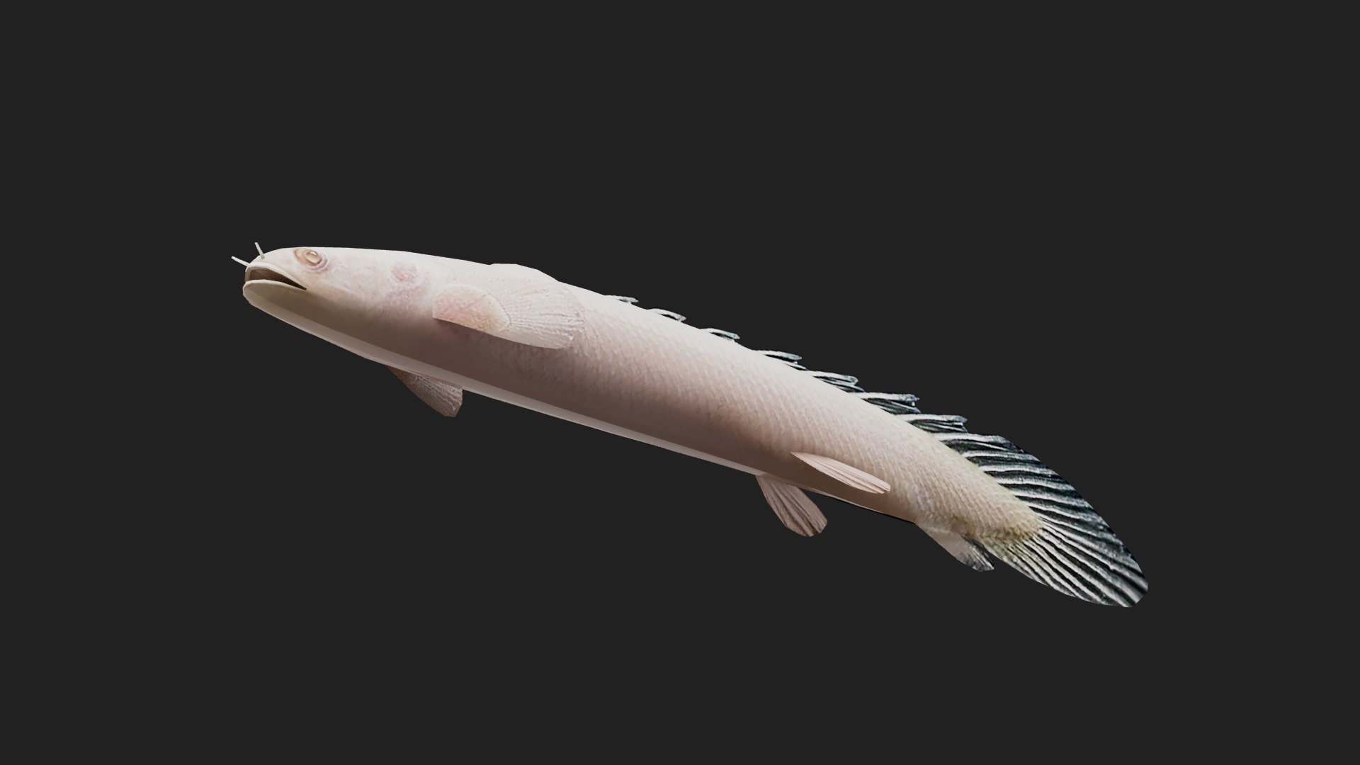 Bichir 3D Model - TurboSquid 2123249